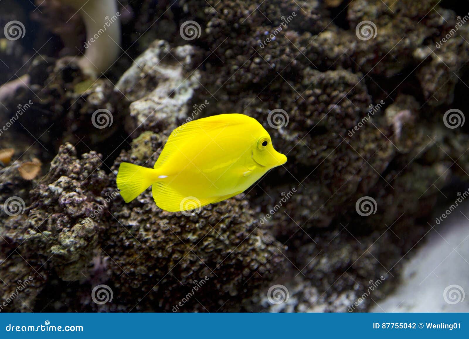 Yellow Tropical Fish Swimming in a Tank Stock Photo - Image of ...
