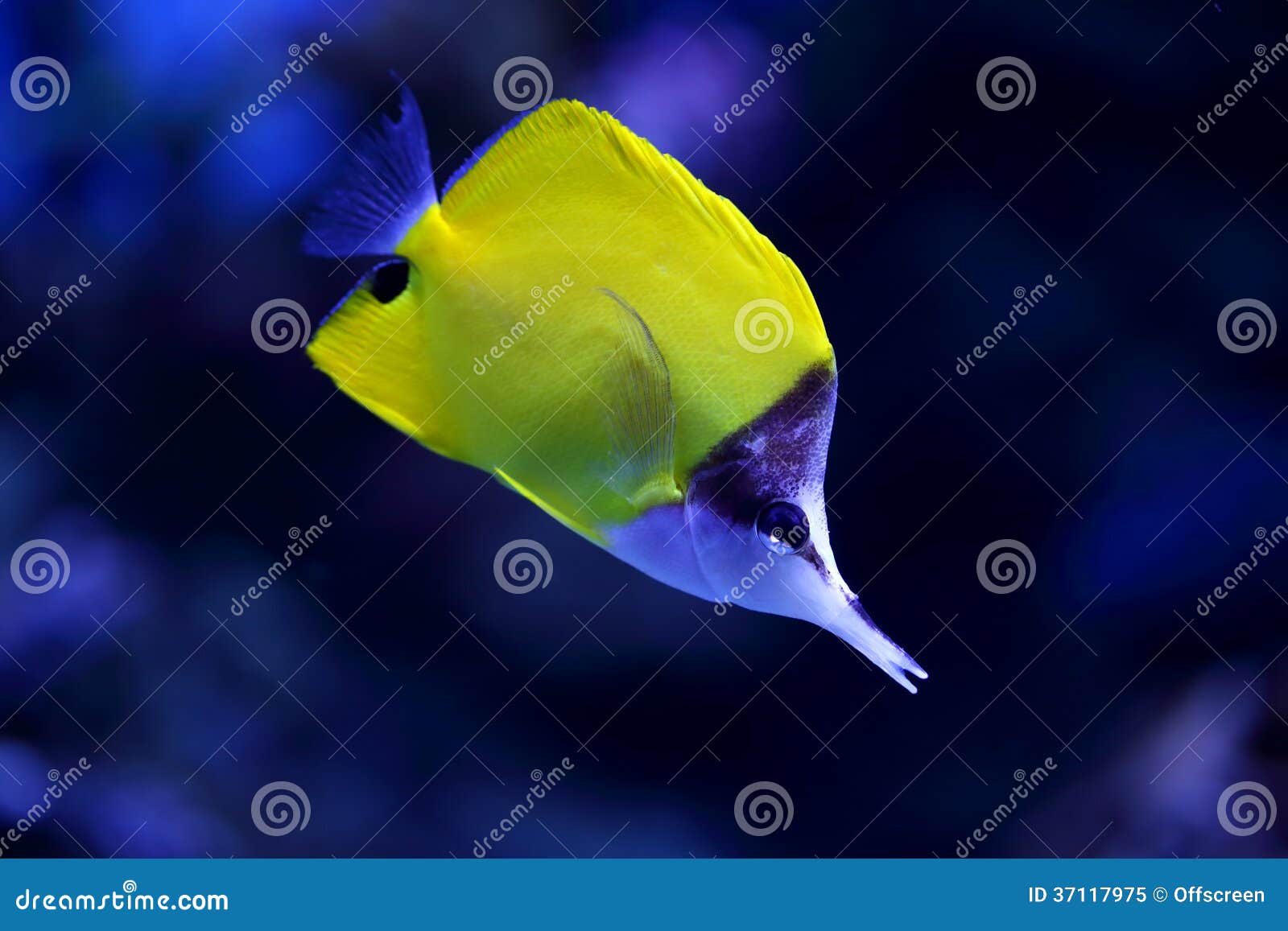 Yellow tropical fish stock image. Image of animals, nature - 37117975