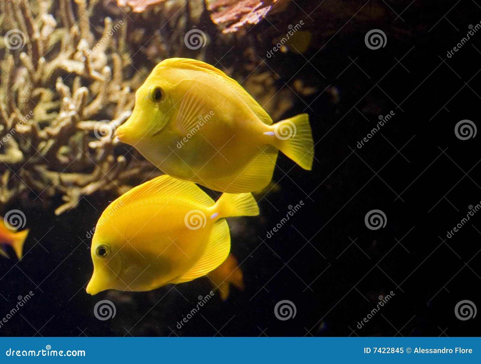 Yellow Tropical Fishes stock image. Image of fish, aquarium - 7422845
