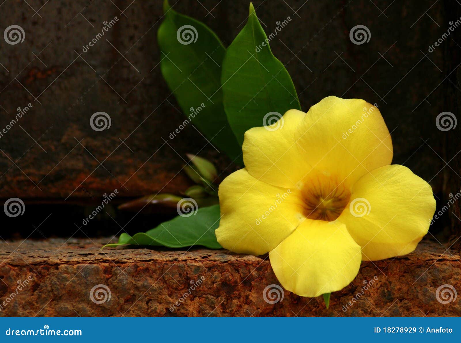 187,897 Tropical Yellow Flower Photos - Free & Royalty-Free Stock ...