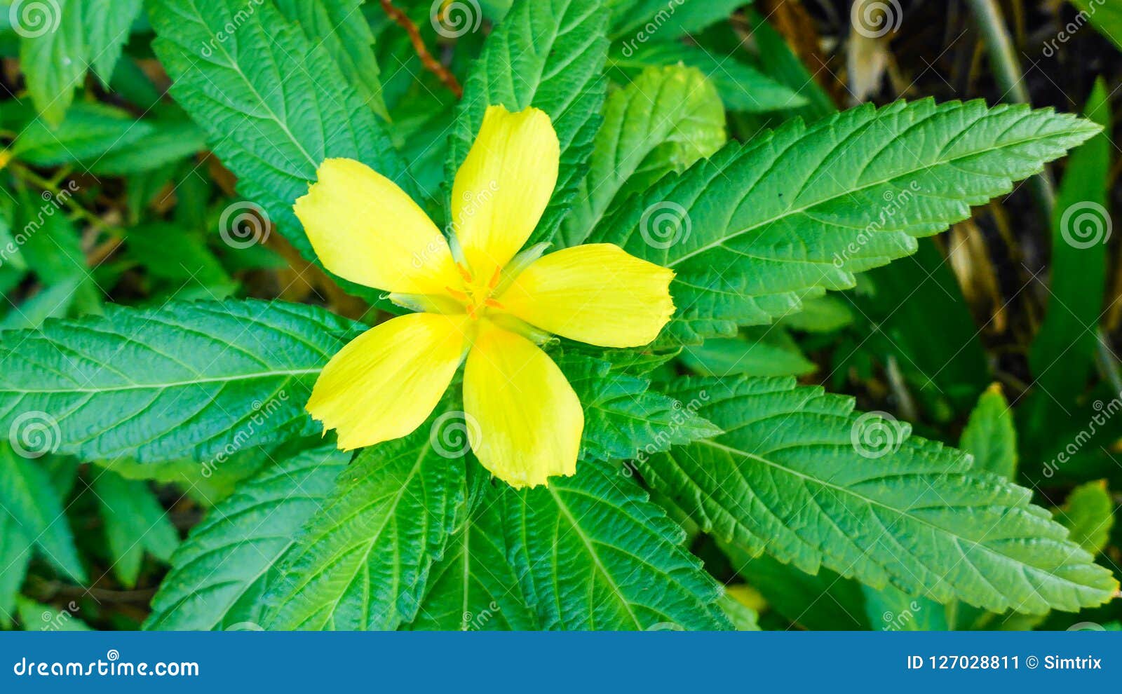 Yellow Tropical Flower Closeup, Maldives. Stock Image - Image of plant ...