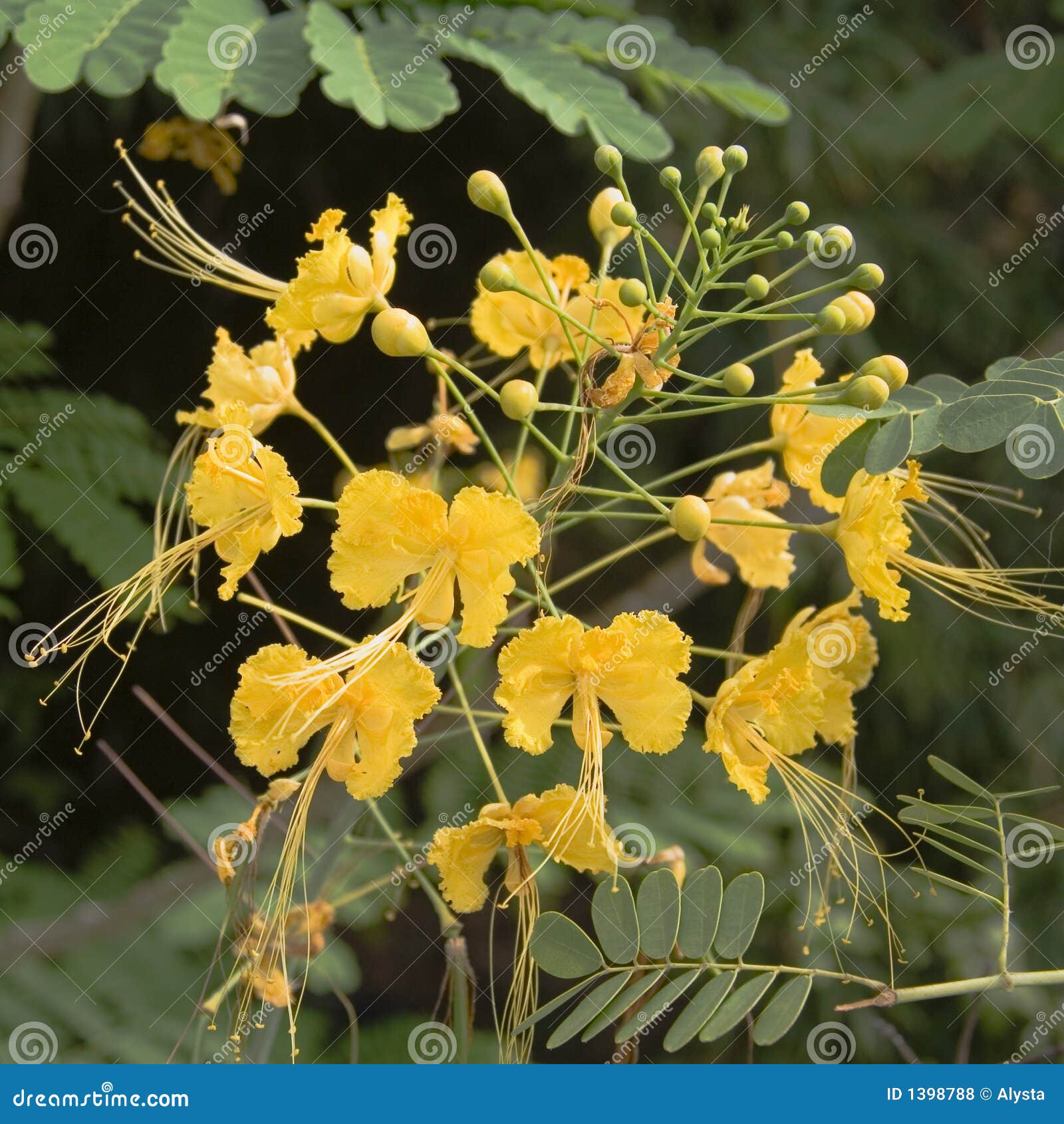 Yellow Tropical Flowers stock photo. Image of colorful - 1398788