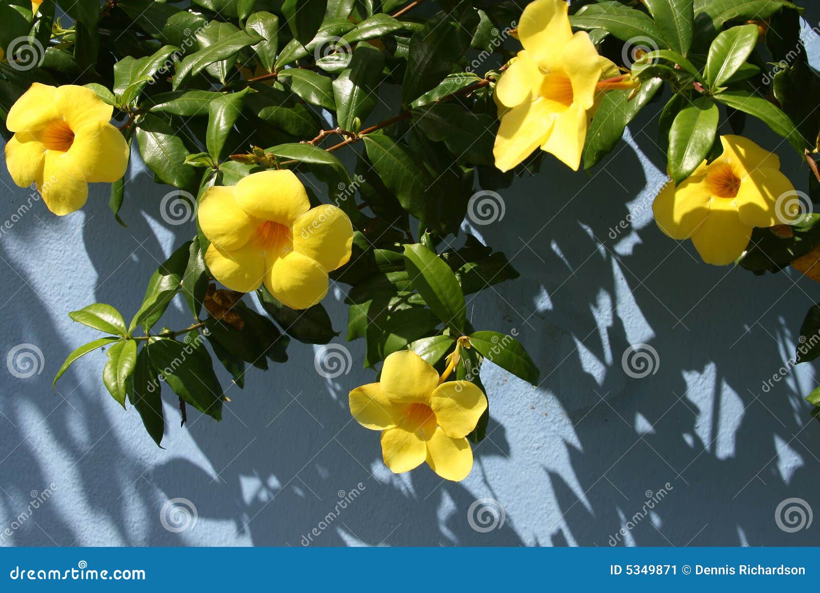 Yellow tropical flowers stock image. Image of floral, blue - 5349871