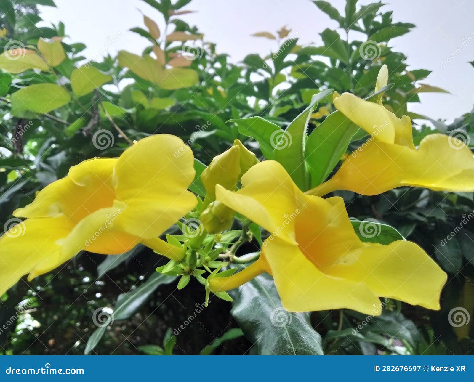 Yellow trumpet flower stock image. Image of trompet - 282676697