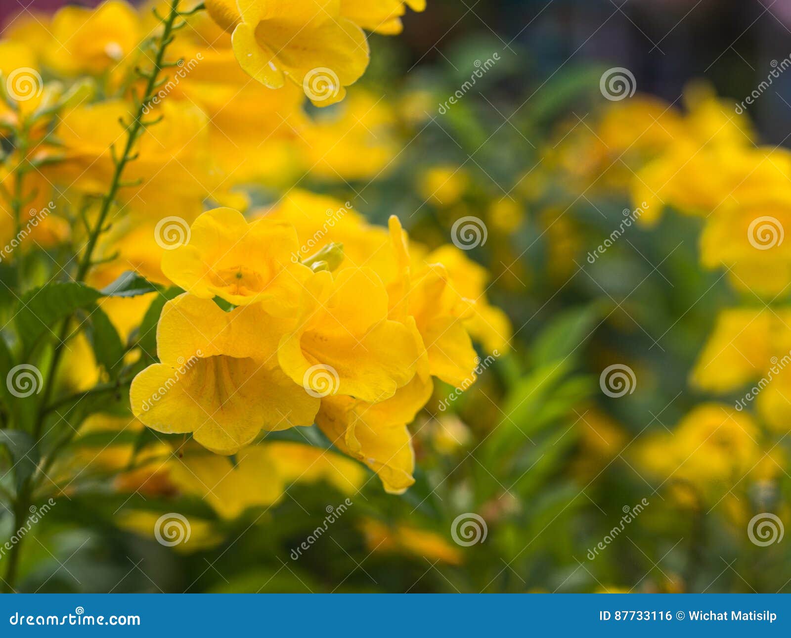 Yellow Trumpet-Flower in the Garden Stock Photo - Image of beautiful ...