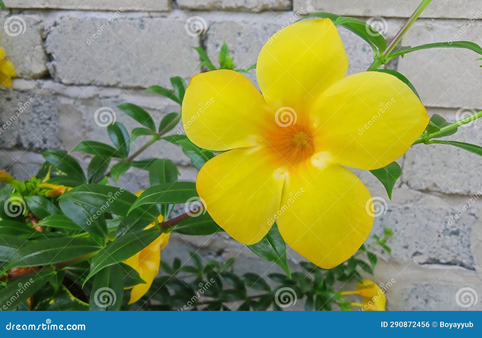 Yellow Trumpet Flowers that Bloom in Spring Stock Photo - Image of ...