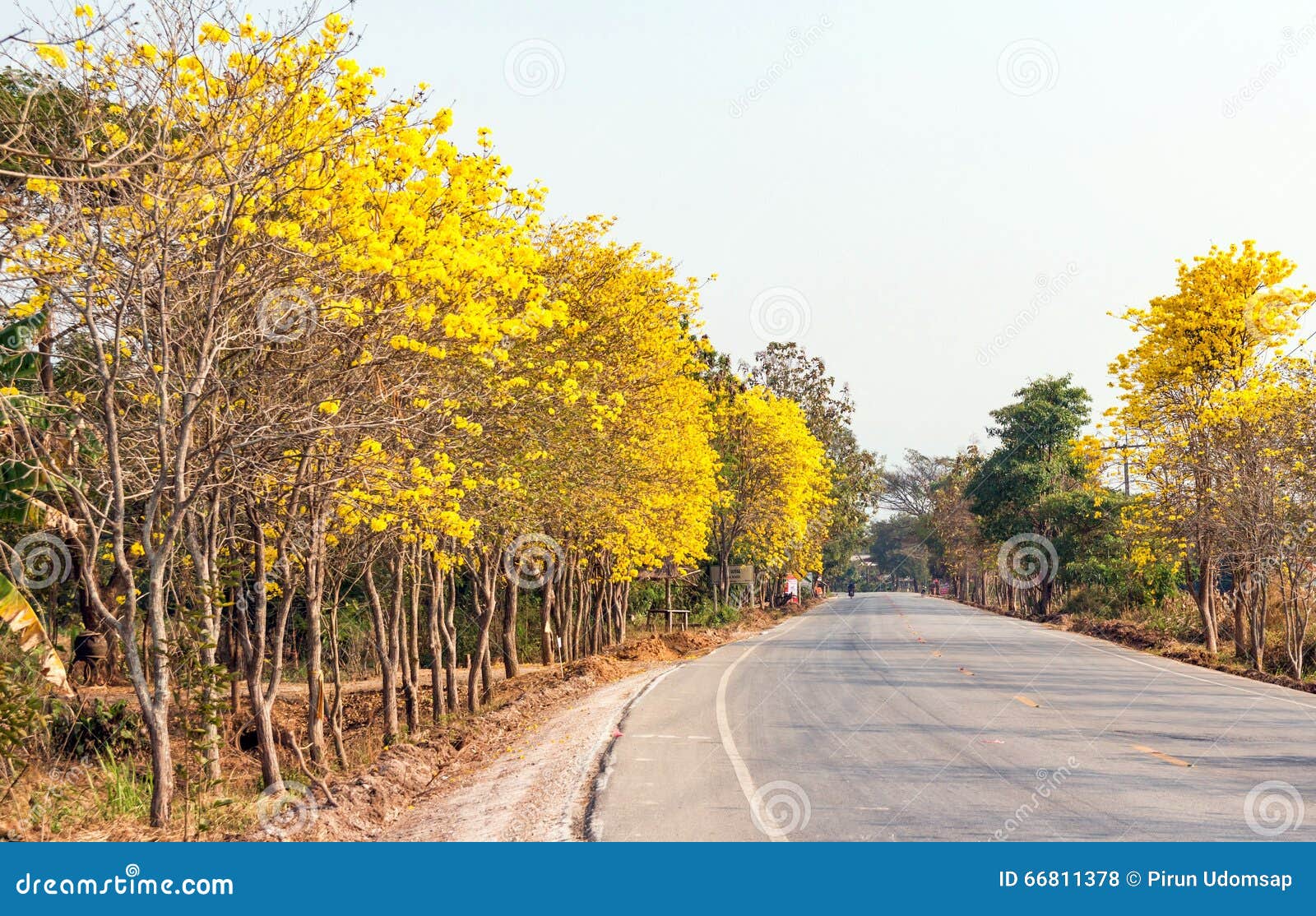 Yellow trumpet tree stock photo. Image of texture, spring - 66811378