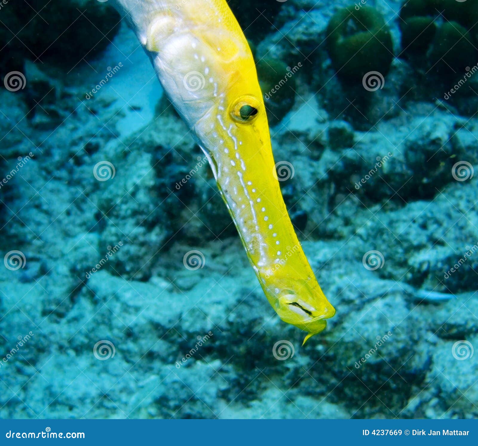 Yellow Trumpetfish stock image. Image of sport, marine - 4237669
