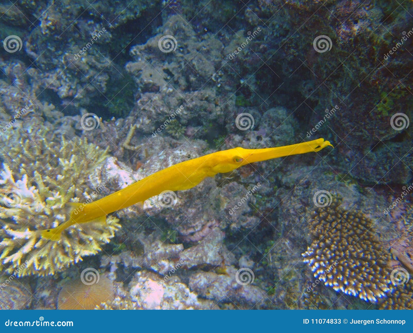 Yellow Trumpetfish, Maldives Stock Image - Image of mirihi, yellow ...