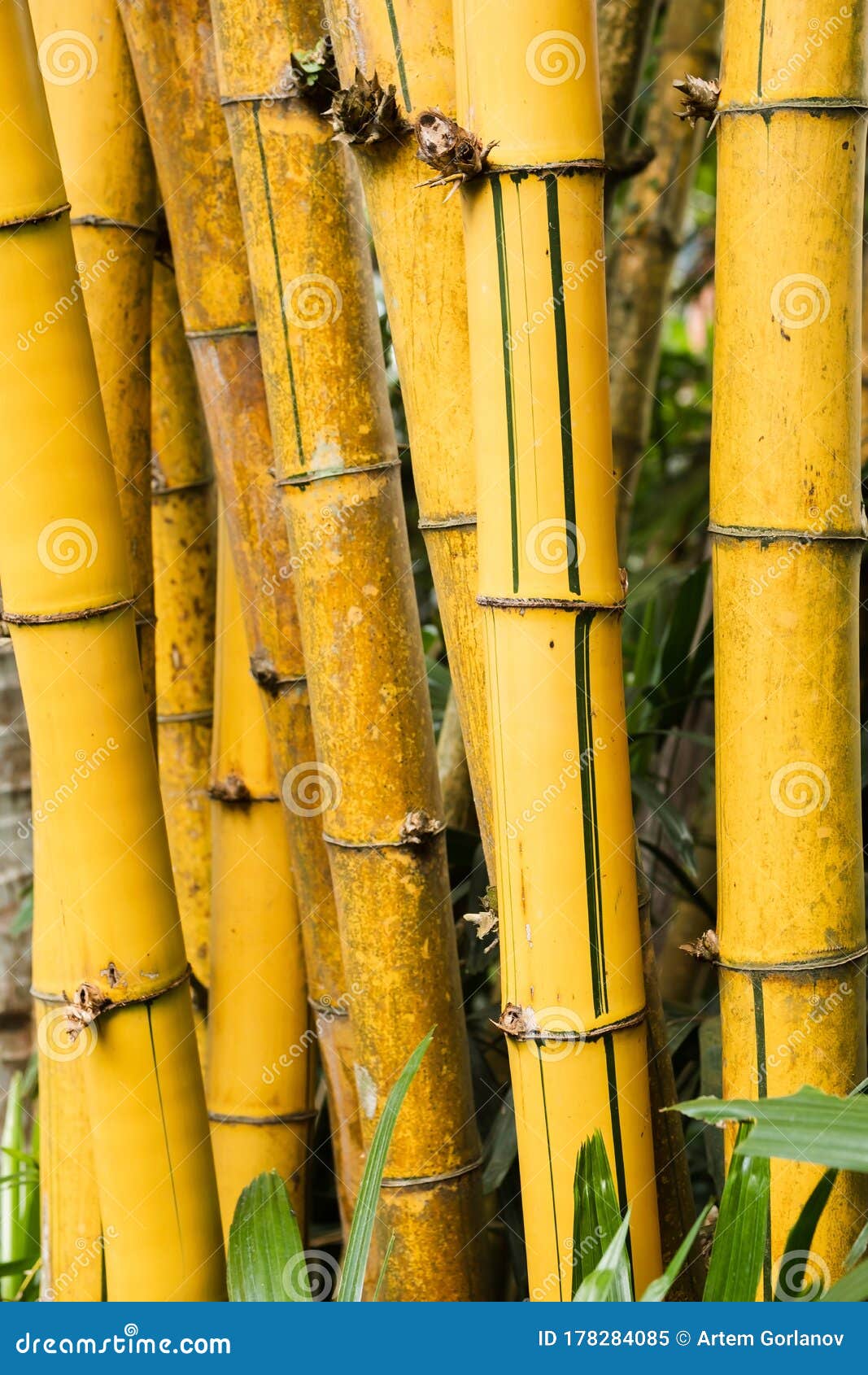 Yellow Trunks Of Bamboo Tree. Stock Photo | CartoonDealer.com #178284085