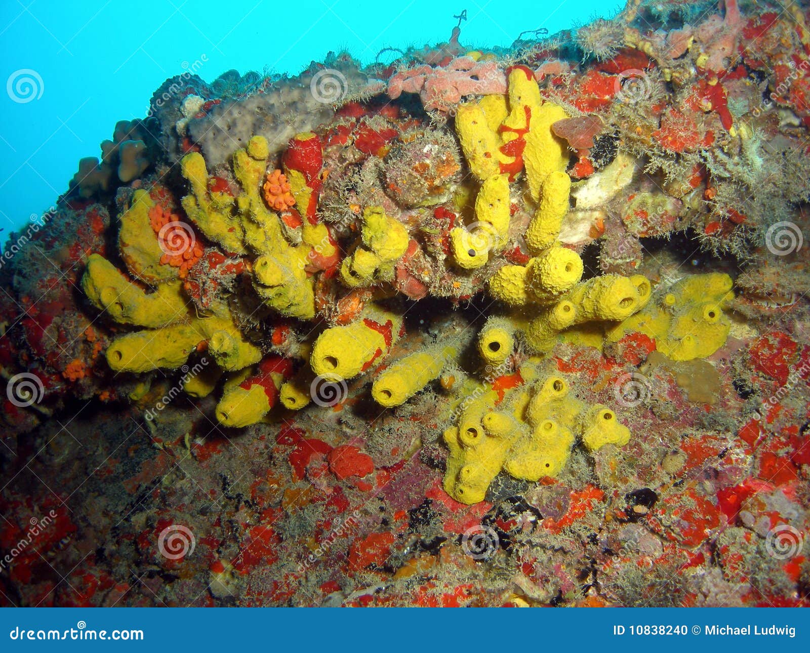Yellow Tube Sponge stock photo. Image of ocean, outdoors - 10838240