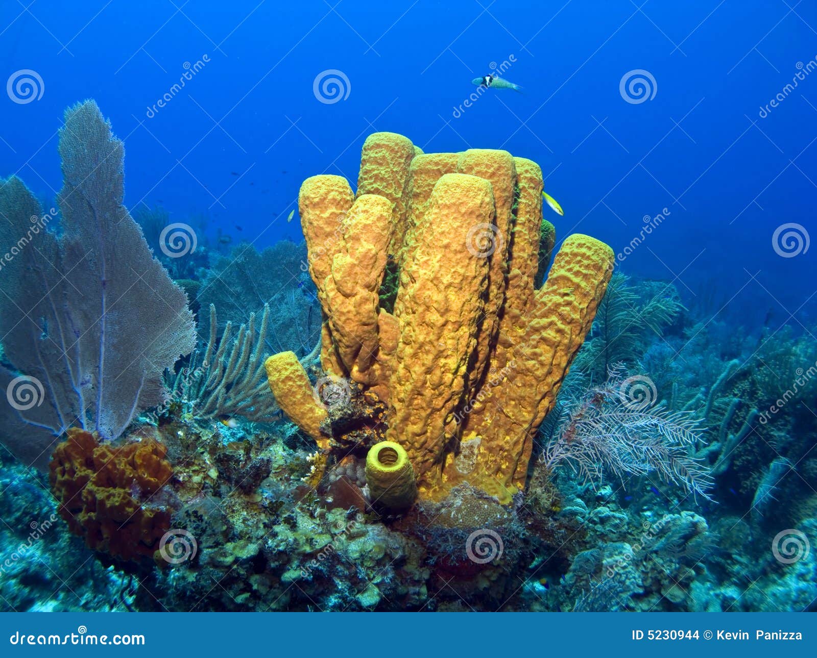 Yellow Tube Sponge stock photo. Image of sponge, caribbean - 5230944