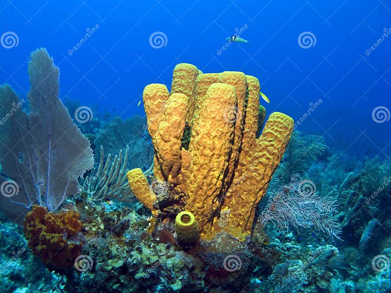 Yellow Tube Sponge stock photo. Image of sponge, caribbean - 5230944