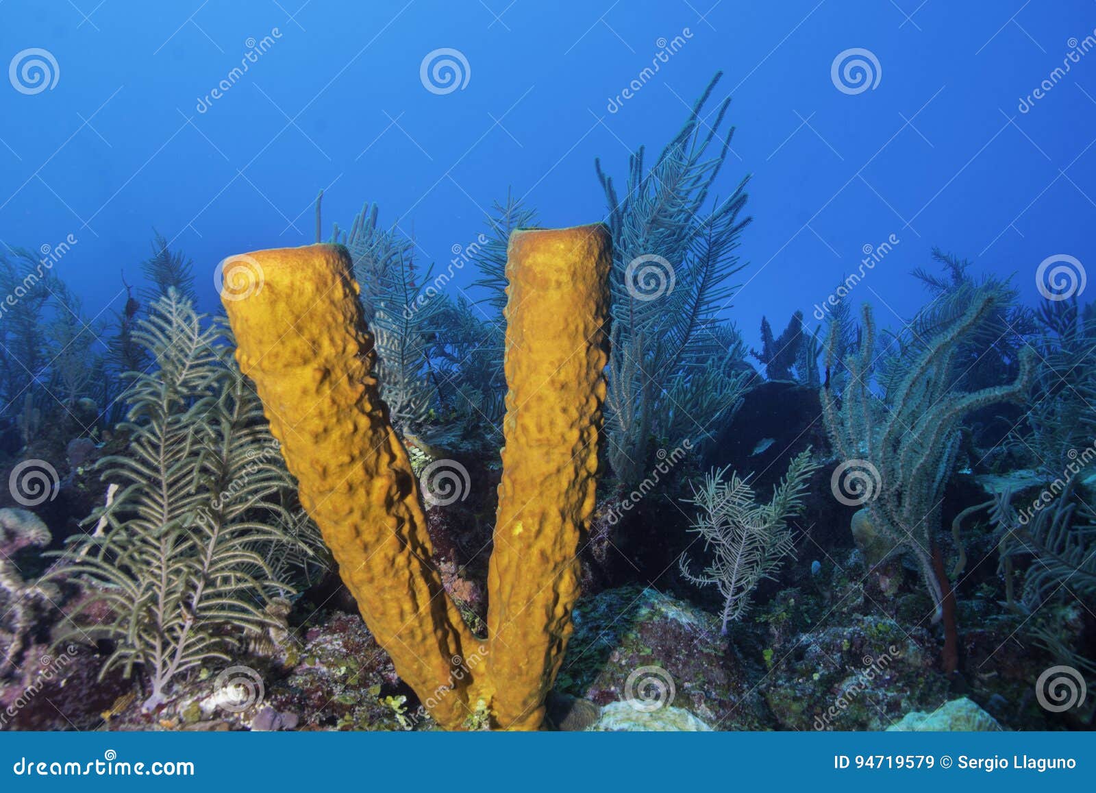 Yellow Tube Sponge stock image. Image of caribbean, porifera - 94719579