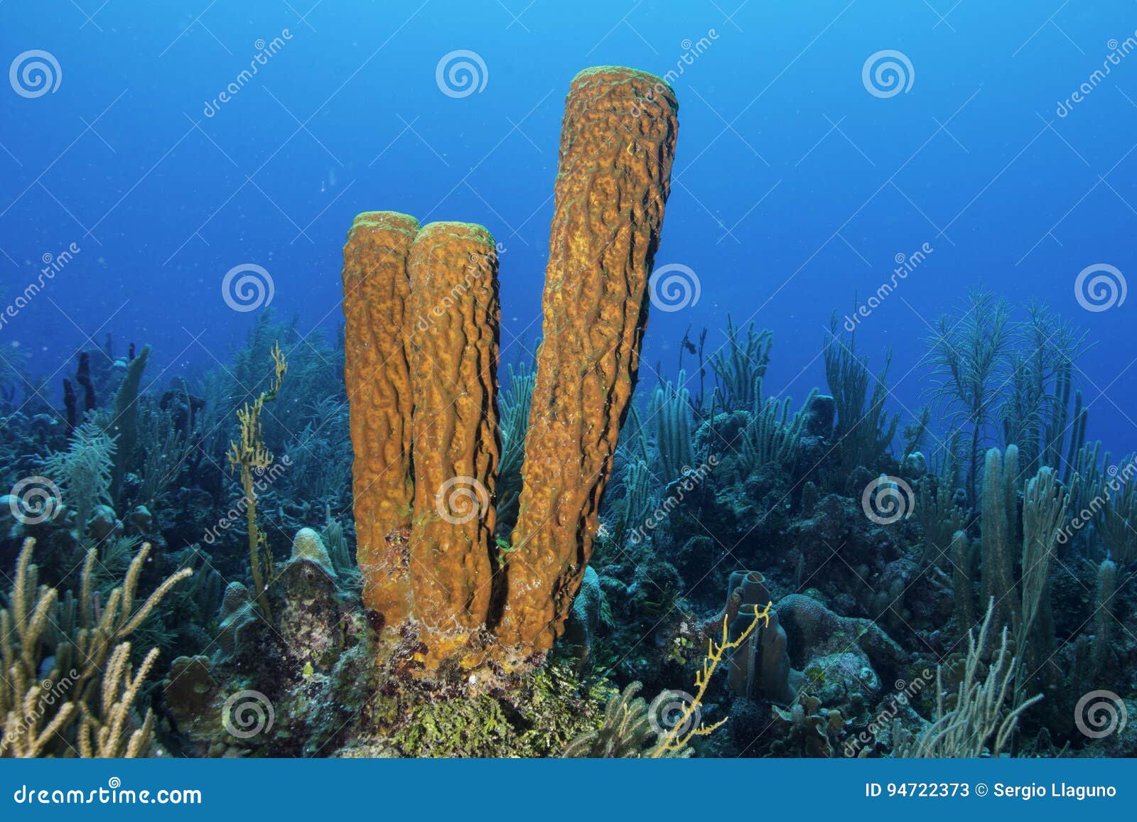 Yellow Tube Sponge stock image. Image of sponge, placencia - 94722373