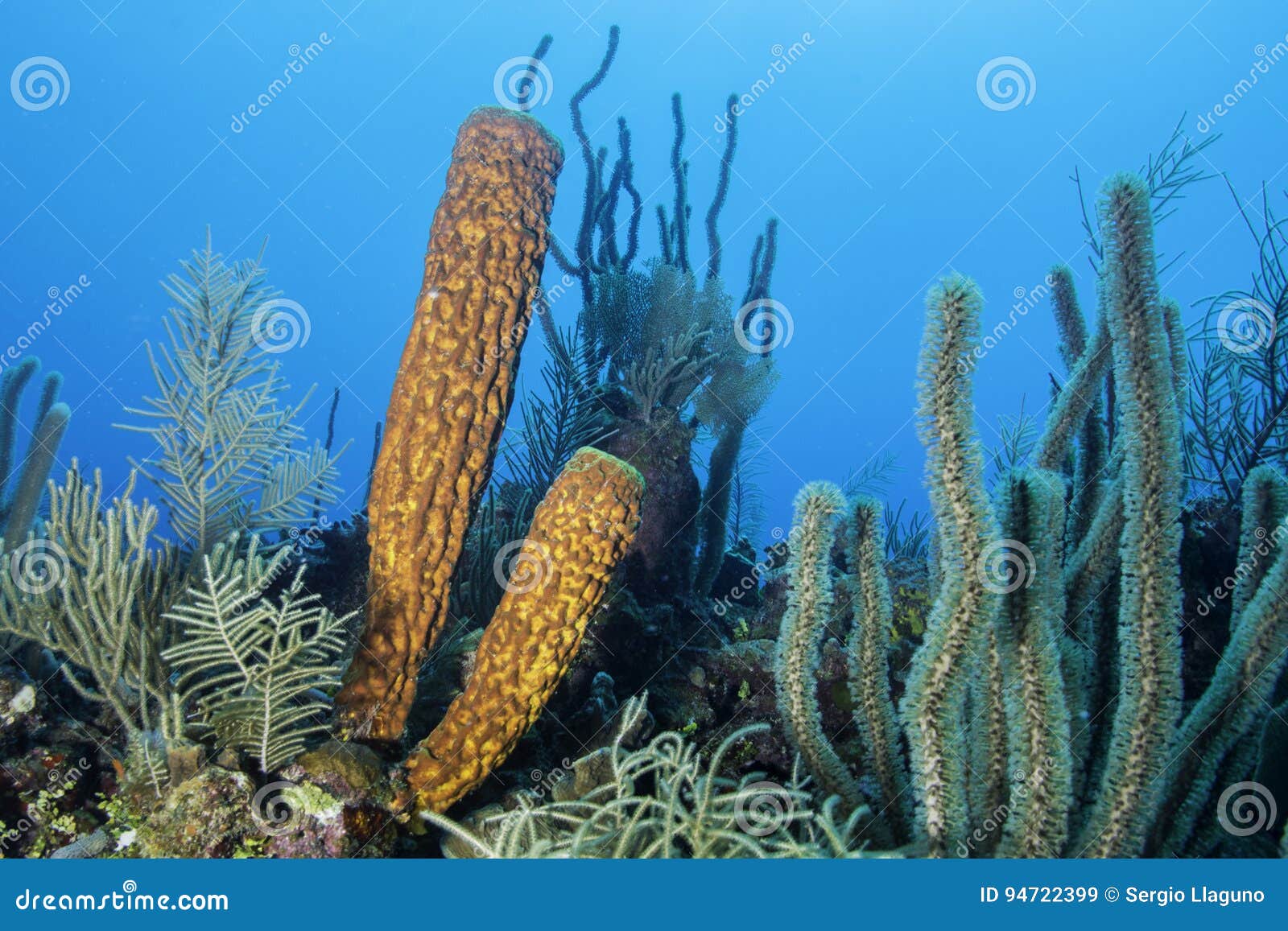 Yellow Tube Sponge stock image. Image of organism, sponge - 94722399