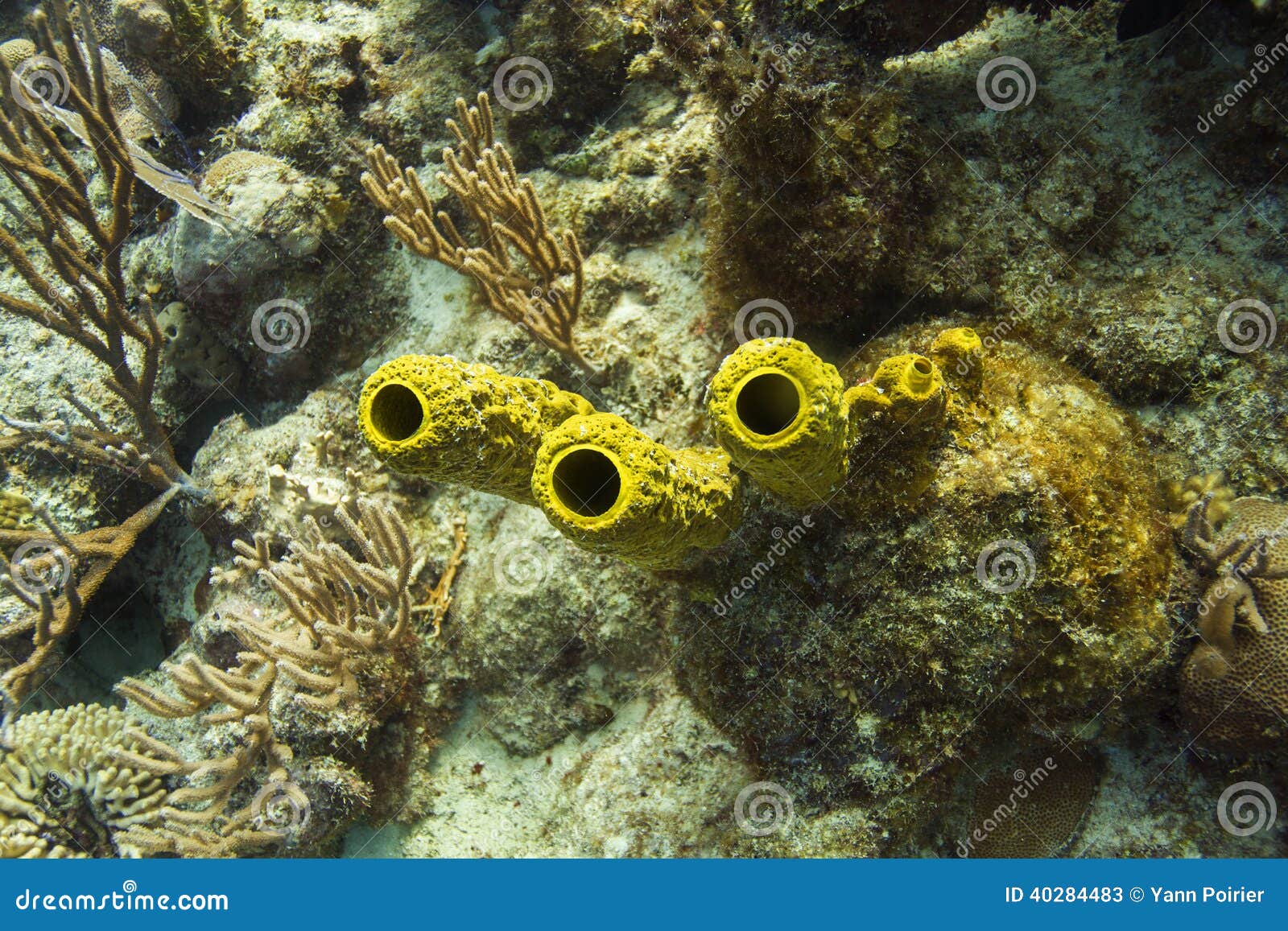 Yellow tube sponge stock image. Image of caribbean, tube - 40284483