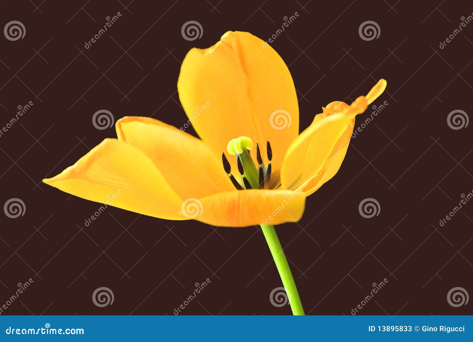 Yellow tulip. stock image. Image of horizontal, green - 13895833