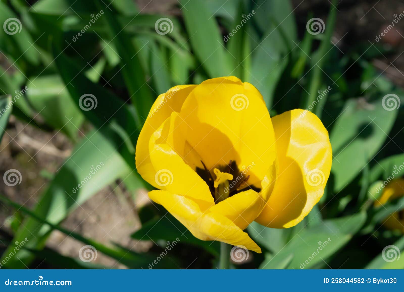 Yellow Tulip in the Garden, Close-up. Spring Flowering. Floral ...