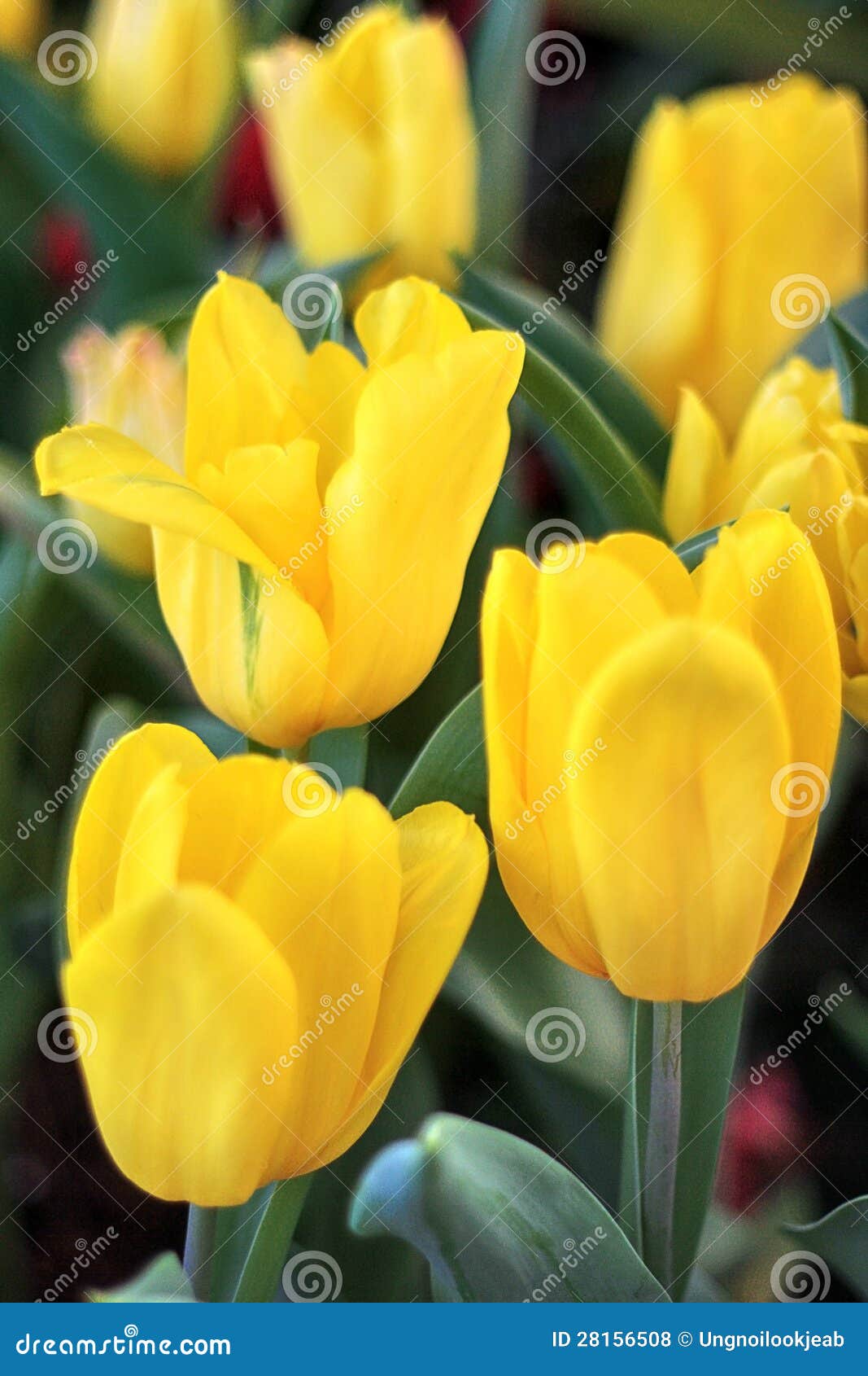 Yellow Tulip stock photo. Image of garden, outdoor, macro - 28156508