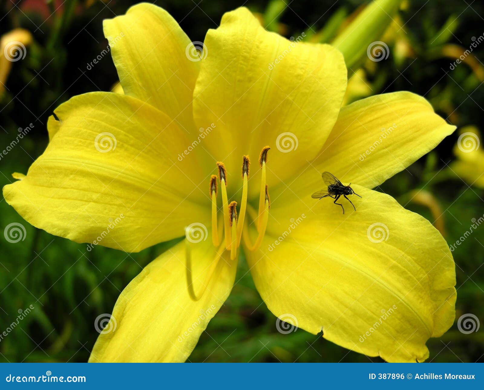 Pollination Tulip Stock Photography | CartoonDealer.com #69813740