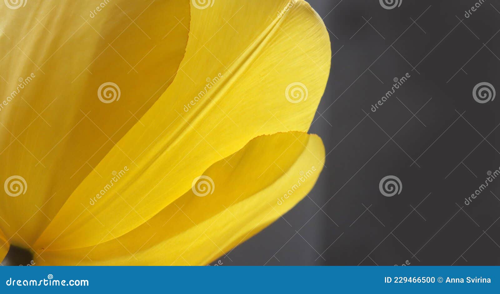 Yellow tulip, background stock photo. Image of bloom - 229466500