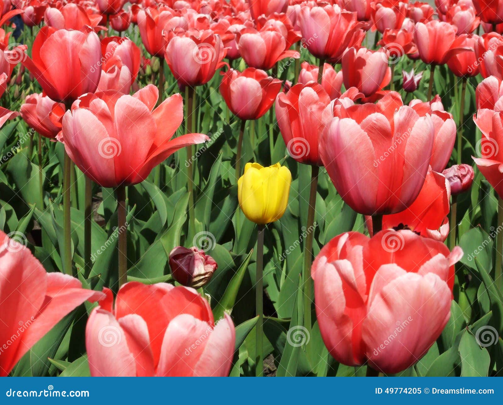 Yellow tulip stock image. Image of garden, gift, flowers - 49774205