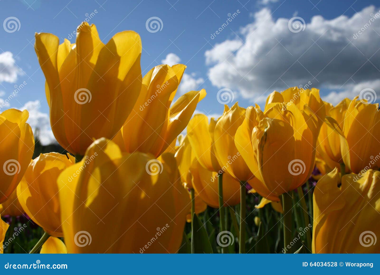 Yellow Tulip with Cloud and Sky Stock Photo - Image of beautiful, plant ...