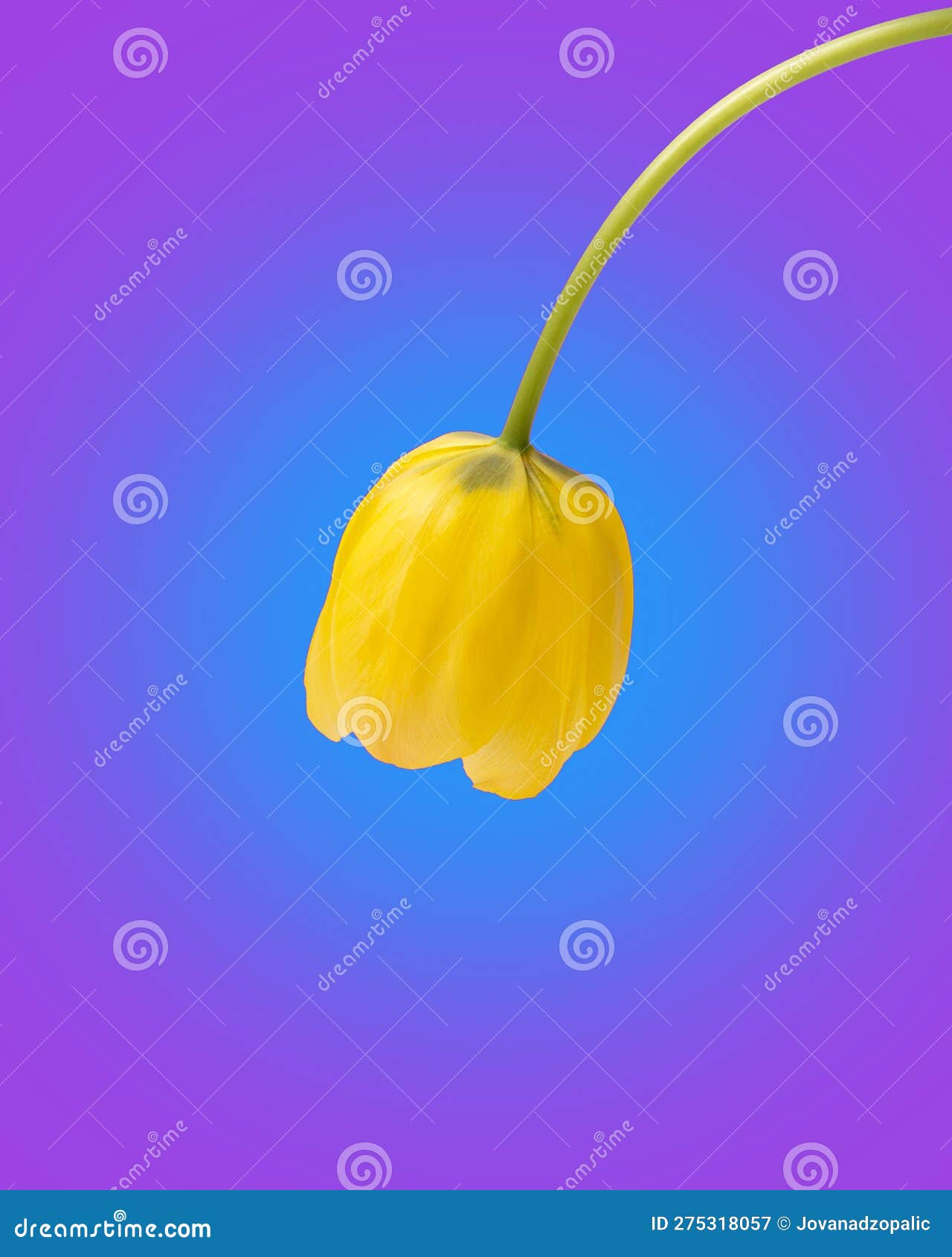 A Yellow Tulip Flower Facing Down on a Purple Circle at Blue Background ...