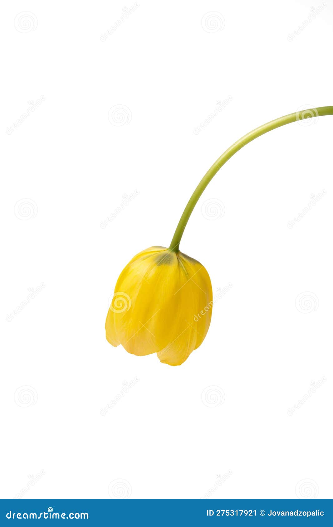 A Yellow Tulip Flower Facing Down on a White Background. Spring Minimal ...
