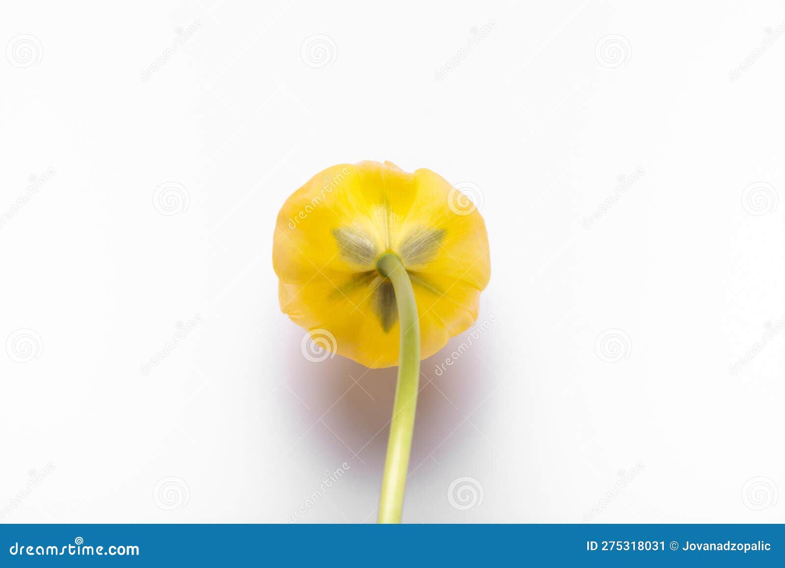 A Yellow Tulip Flower Facing Down on a White Background. Spring Minimal ...