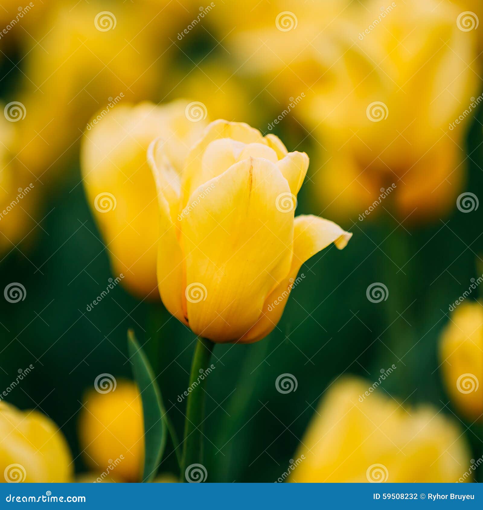 Yellow Tulip Flower in Spring Garden Flower Bed Stock Photo - Image of ...