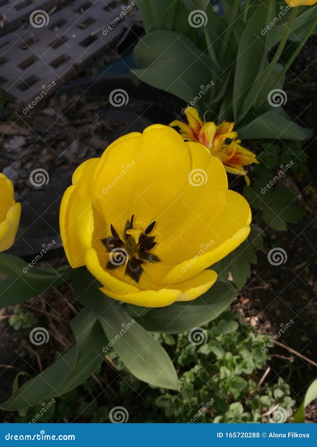 Yellow Tulip in the Flowerbed. Garden. Spring Stock Photo - Image of ...