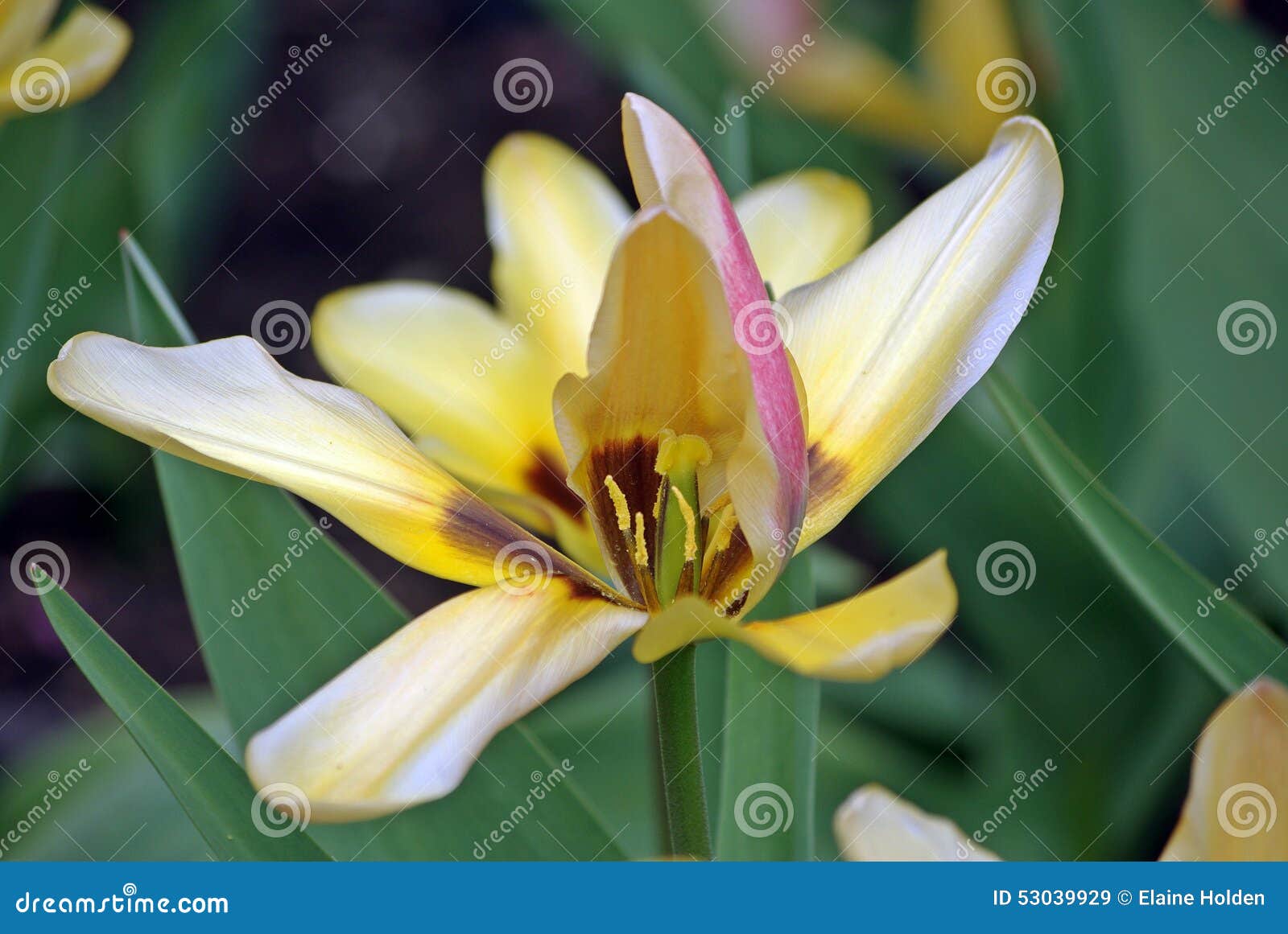 Yellow tulip fully open stock image. Image of colors - 53039929