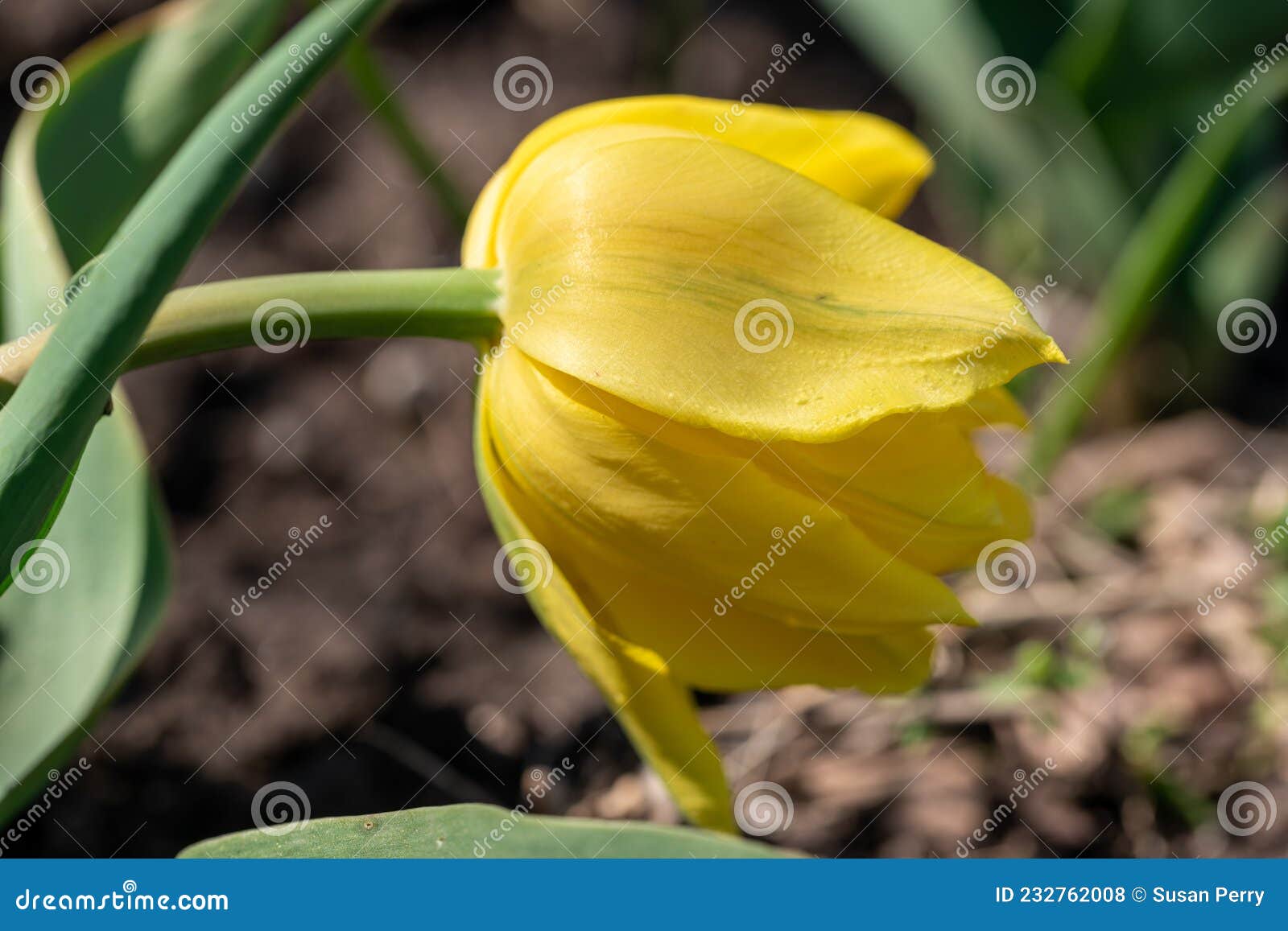 Yellow tulip in the garden stock photo. Image of food - 232762008