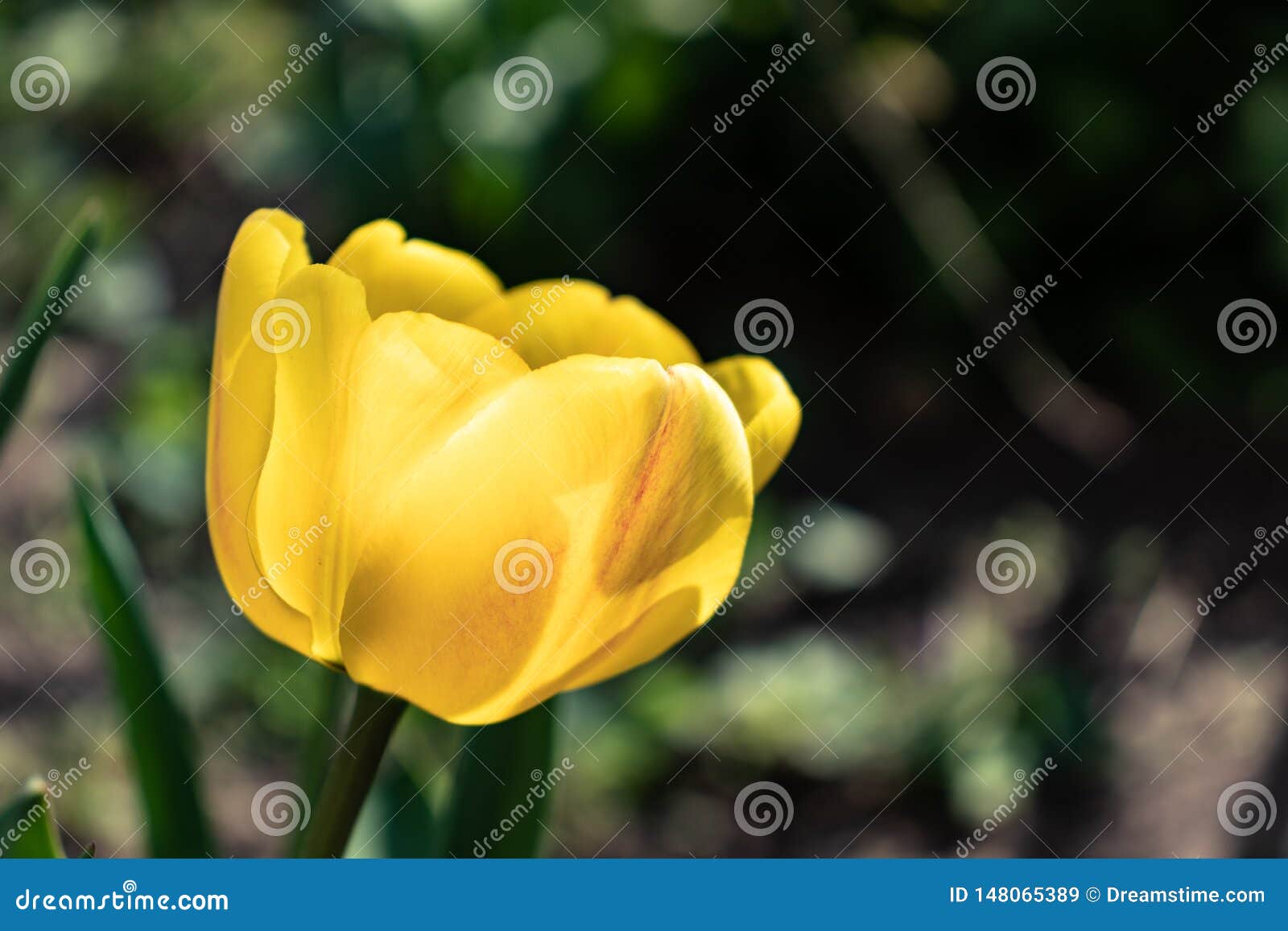 One yellow tulip stock image. Image of glare, inflorescence - 148065389