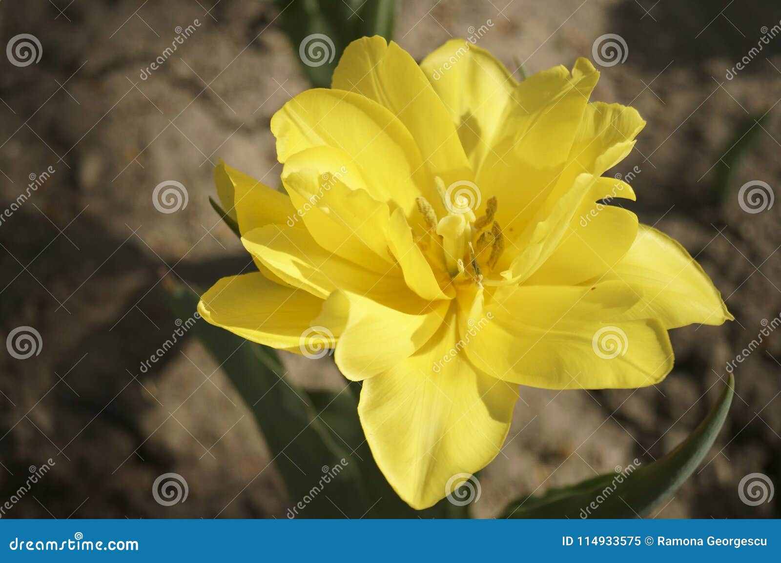 Yellow Tulip Growing in the Garden Stock Image - Image of tulipa ...