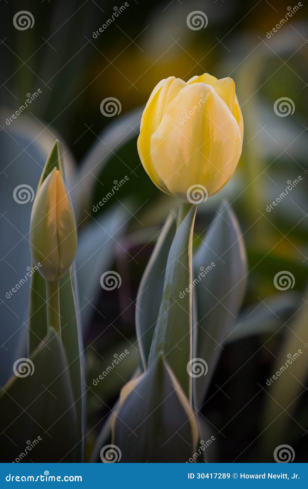 Yellow Tulip stock image. Image of botany, bulb, leaves - 30417289