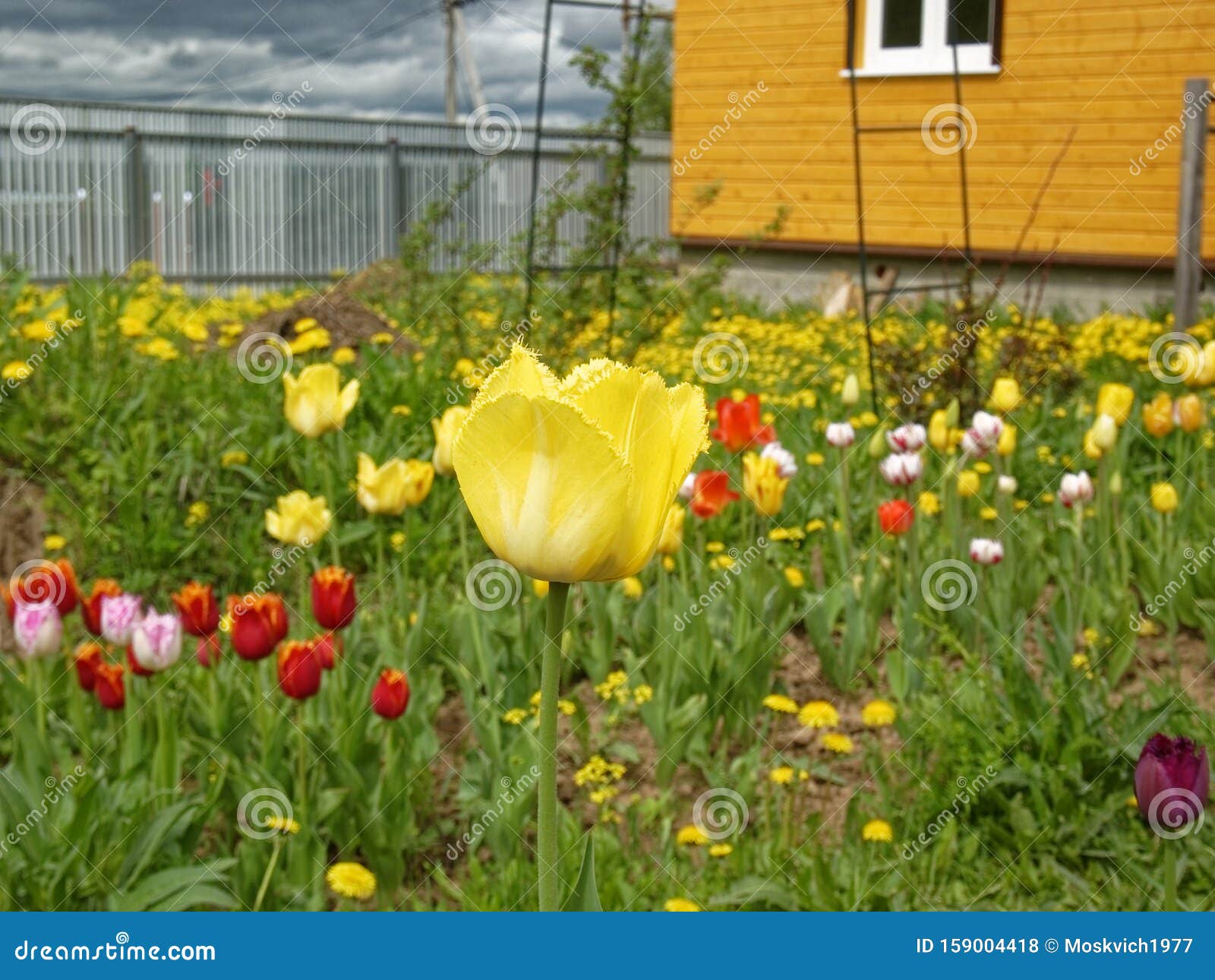 Yellow Tulip in Spring on a Garden Plot Stock Photo - Image of nature ...