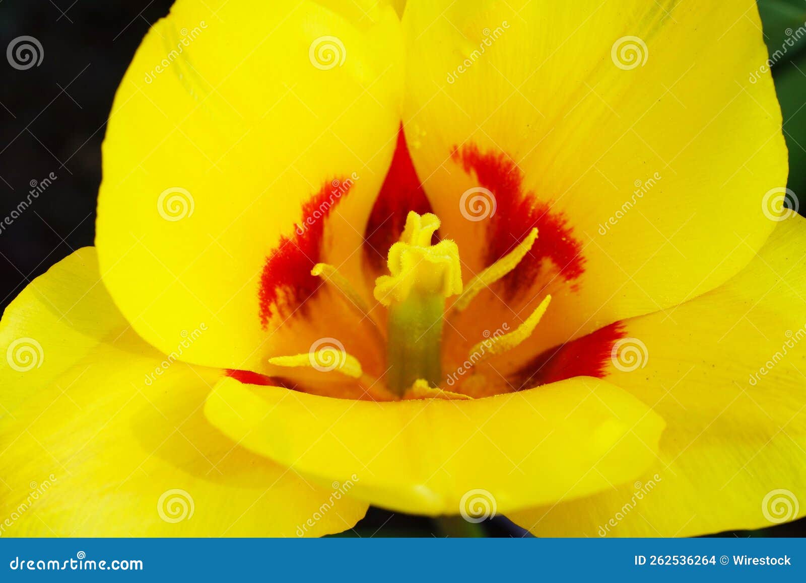 Yellow Tulip with the Stigma and Stamen Stock Photo - Image of spring ...