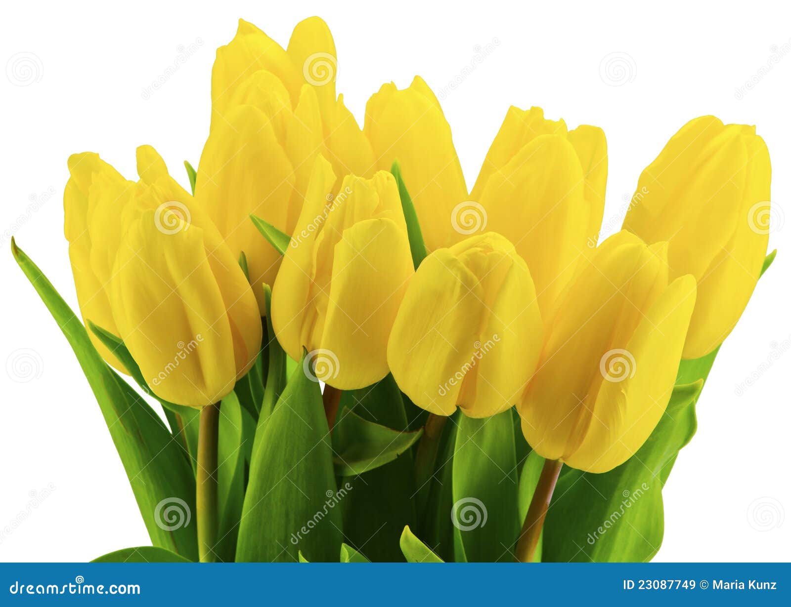 Yellow Tulips & Oak Tree Royalty-Free Stock Photography | CartoonDealer ...