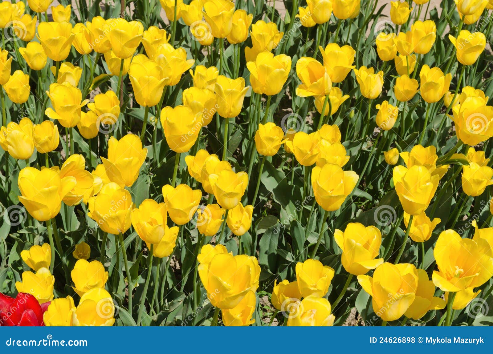 Yellow tulips stock photo. Image of farm, beauty, outdoor - 24626898