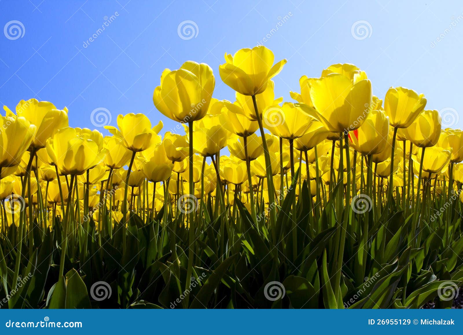Yellow tulips stock image. Image of outdoors, grow, floral - 26955129