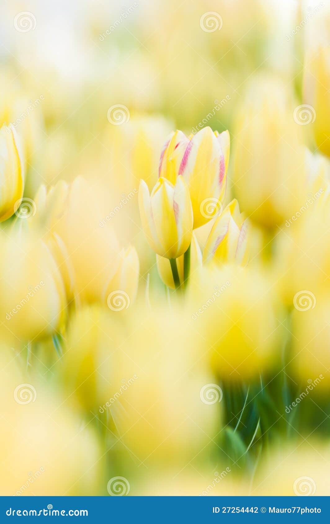 Yellow tulips stock photo. Image of flowery, isolation - 27254442