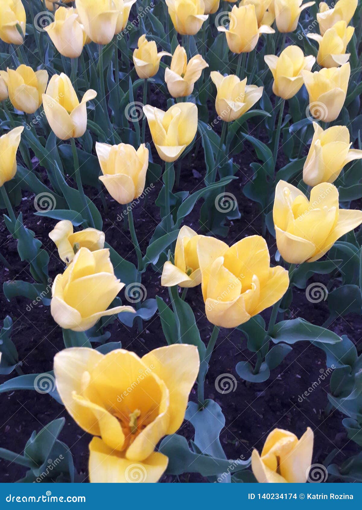 Yellow Tulips Bloomed in Spring Stock Photo - Image of field, flowers ...