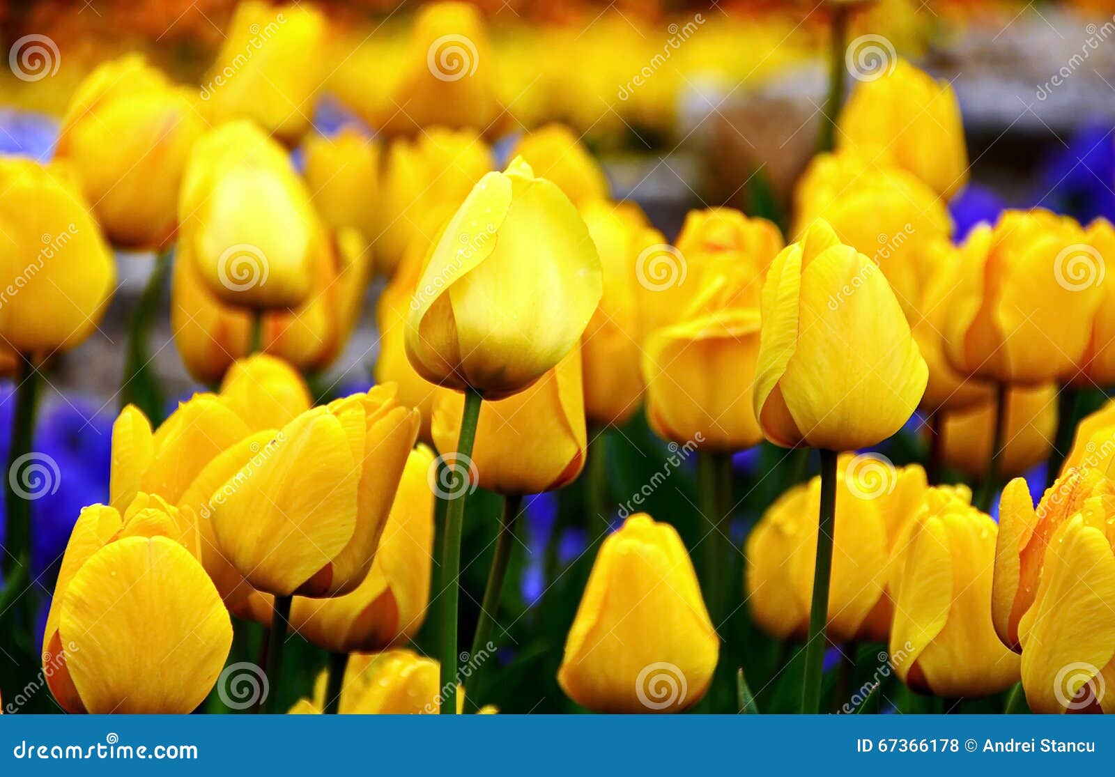 Tulips stock photo. Image of decorative, closeup, farm - 67366178