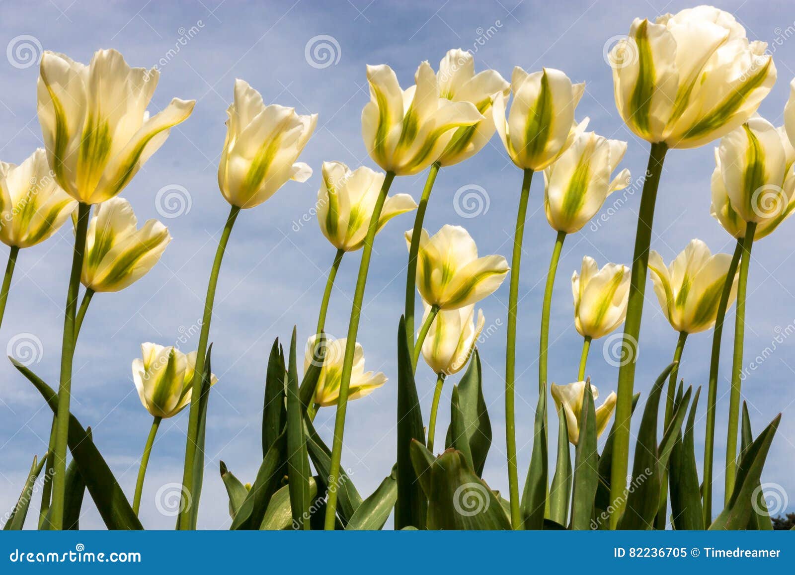Yellow tulips stock image. Image of massif, background - 82236705