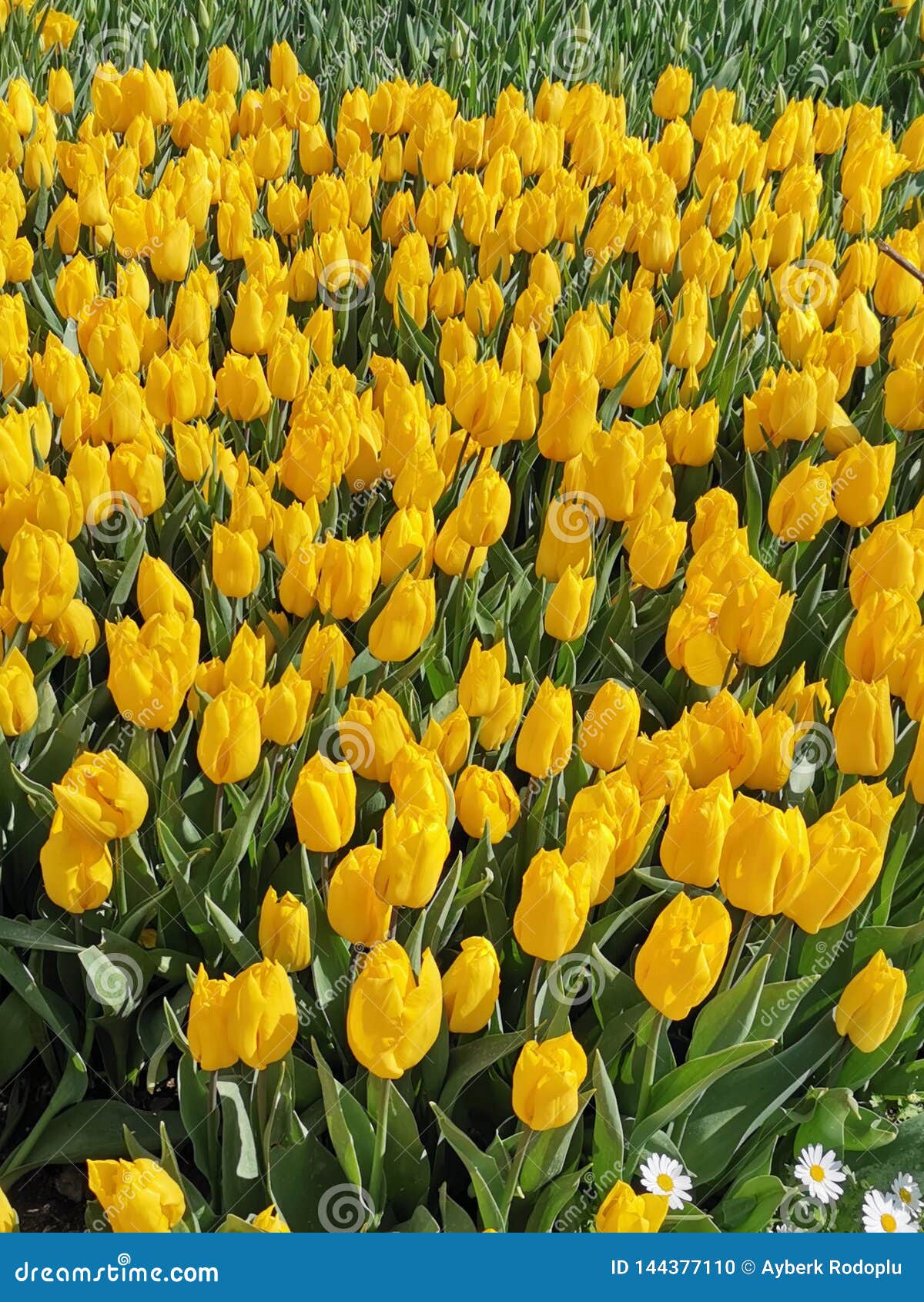 Yellow Tulips stock photo. Image of tulips, flowers - 144377110