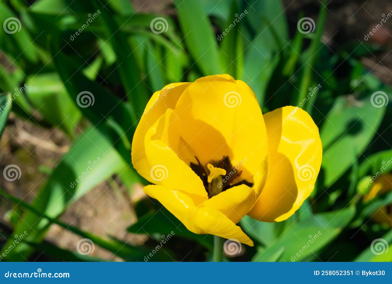 Yellow Tulips in the Garden, Close-up. Spring Flowering. Floral ...