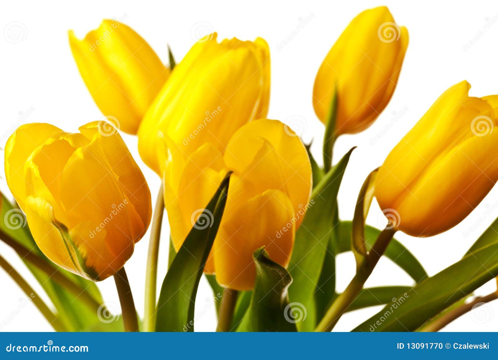 Yellow tulips isolated stock photo. Image of flowers - 13091770